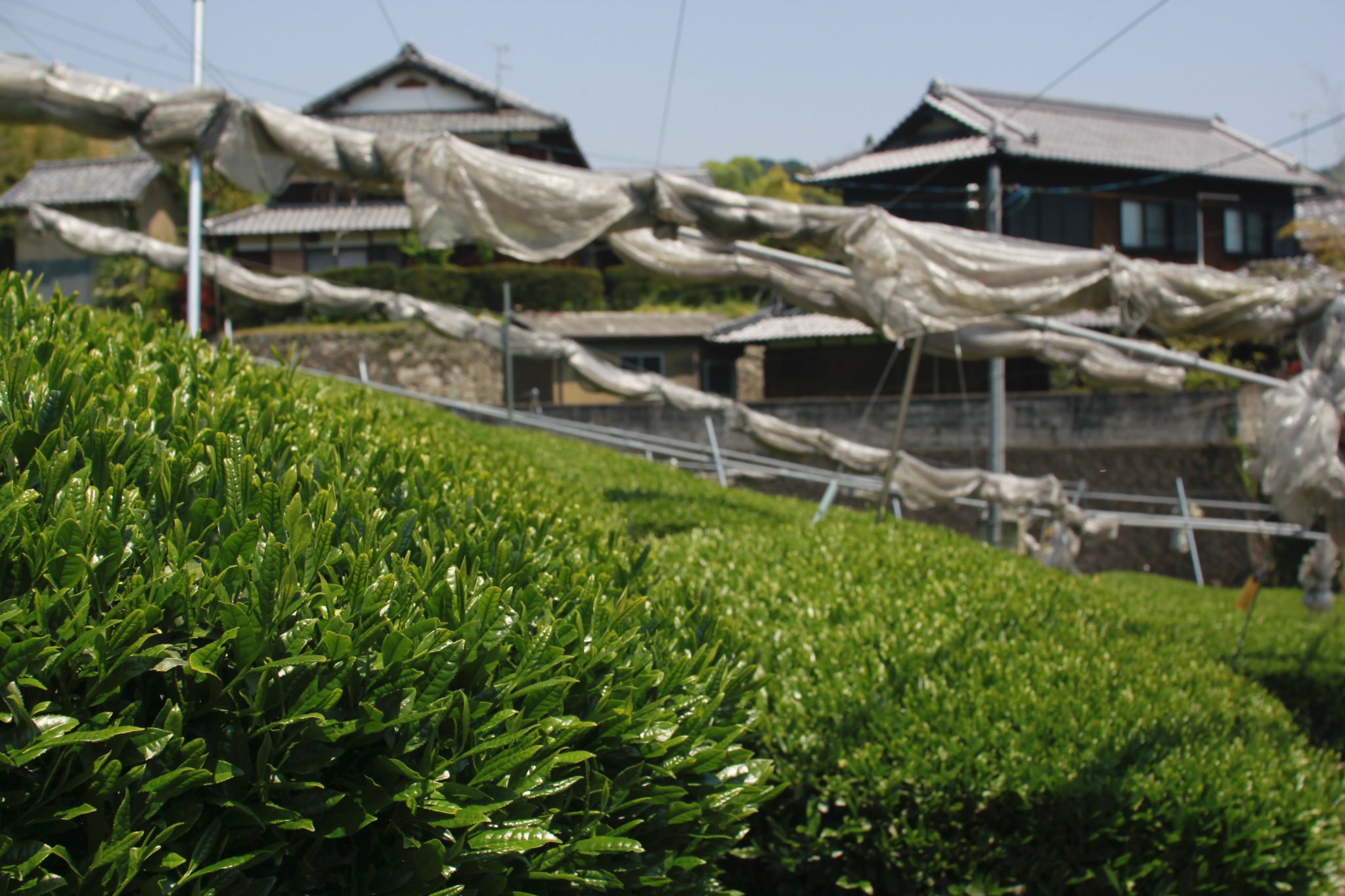 Matcha (抹茶) - Global Japanese Tea Association