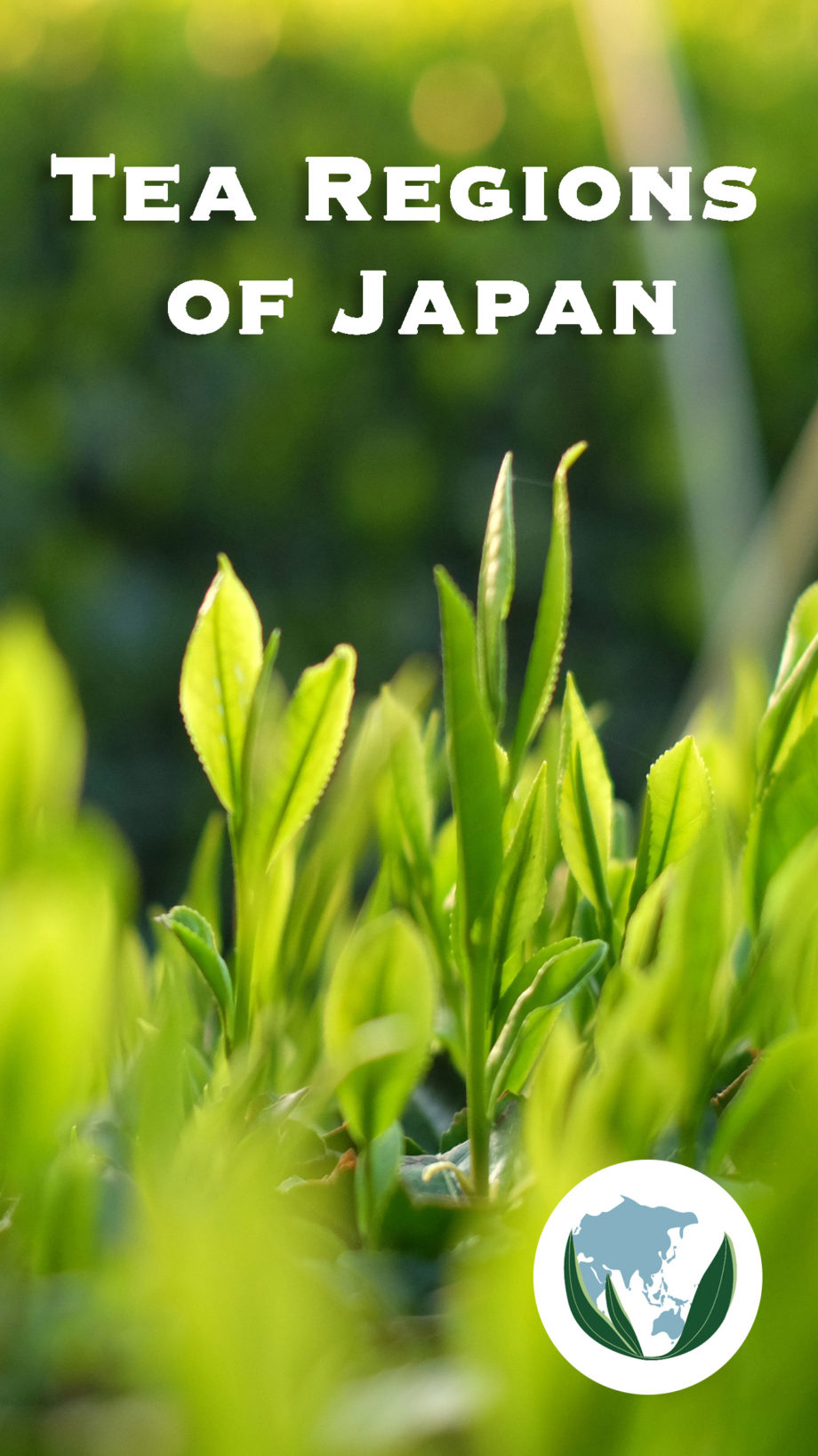Tea Regions Images - Global Japanese Tea Association